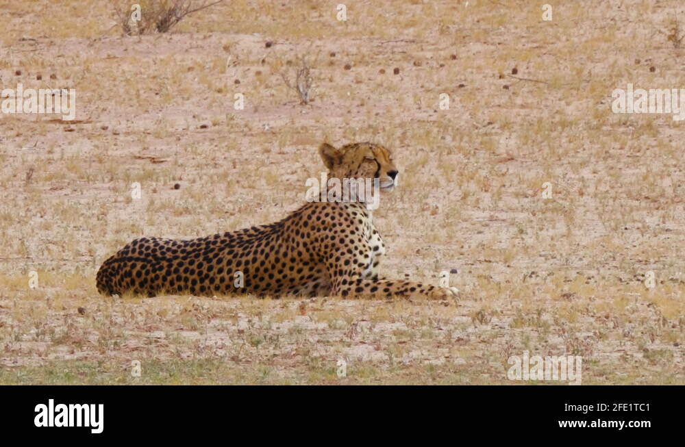 Cheetah eye to eye Stock Videos & Footage - HD and 4K Video Clips - Alamy