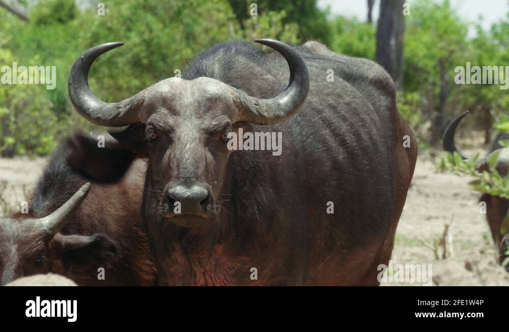 Female african buffalo Stock Videos & Footage - HD and 4K Video Clips ...