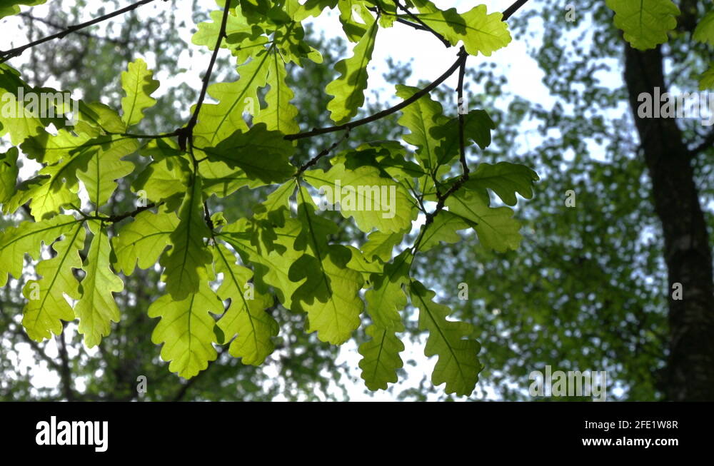 Oak Branches With Leaves On A Summer Sunny Day In The Wind Against A ...