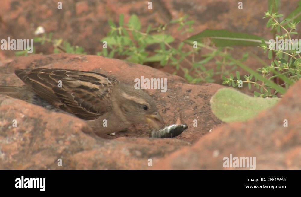 Bug kill Stock Videos & Footage - HD and 4K Video Clips - Alamy