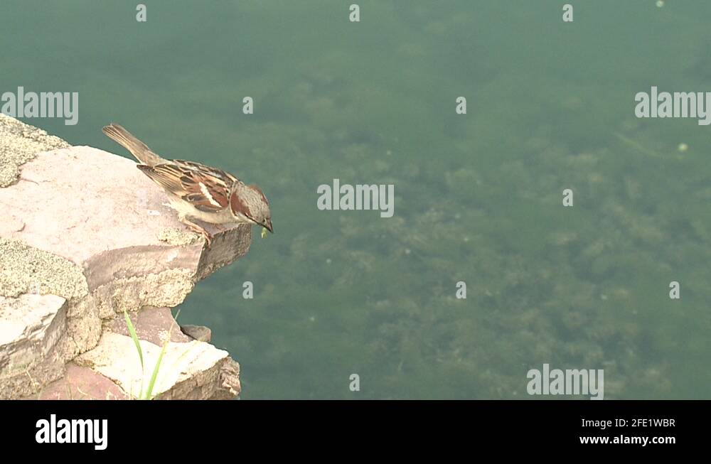 Insect summer bug Stock Videos & Footage - HD and 4K Video Clips - Alamy