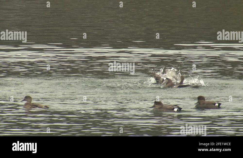 Hen fighting Stock Videos & Footage - HD and 4K Video Clips - Alamy