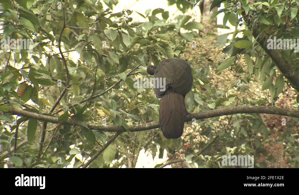 Pooping bird Stock Videos & Footage - HD and 4K Video Clips - Alamy