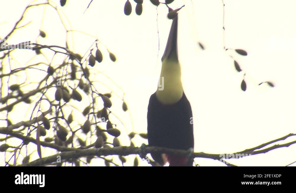 Food and nut Stock Videos & Footage - HD and 4K Video Clips - Alamy