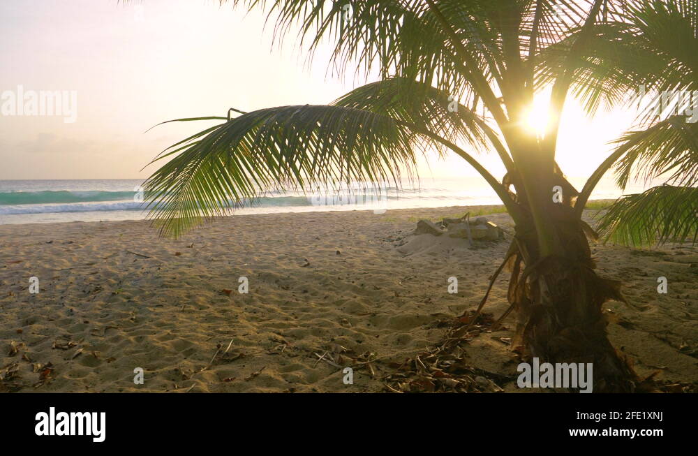 Caribbean beach palm tree barbados Stock Videos & Footage - HD and 4K ...