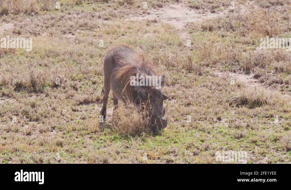 Wild boar field animals in wild Stock Videos & Footage - HD and 4K ...
