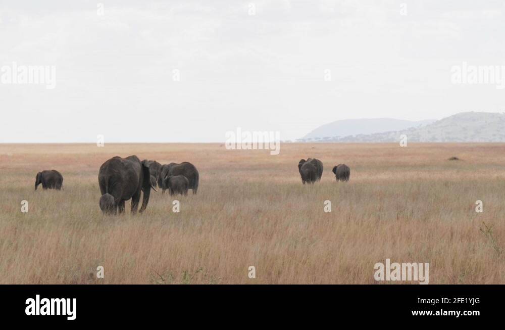 Largest ecosystem Stock Videos & Footage - HD and 4K Video Clips - Alamy