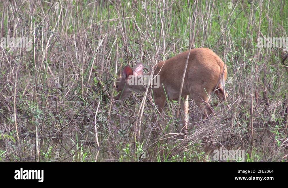 Gray Brocket Deer Buck Male Adult Eating Browsing Testicles Scrotum in ...