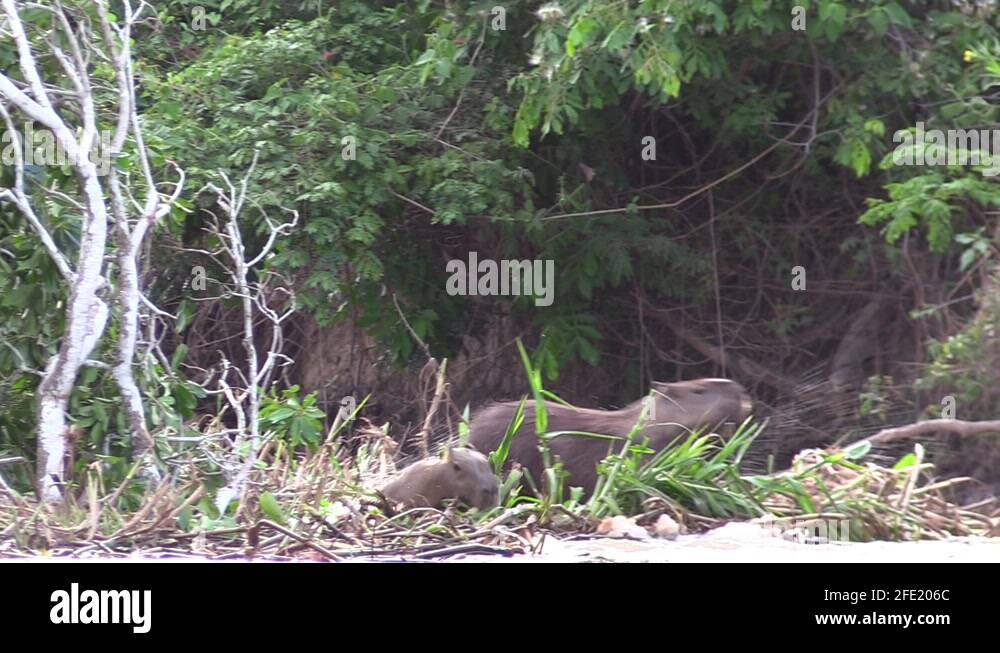 Riparian predator Stock Videos & Footage - HD and 4K Video Clips - Alamy