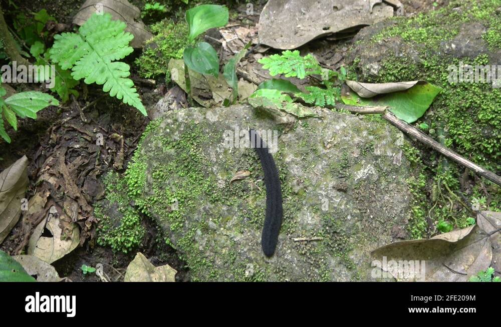 Carnivorous Stock Videos & Footage - HD and 4K Video Clips - Alamy