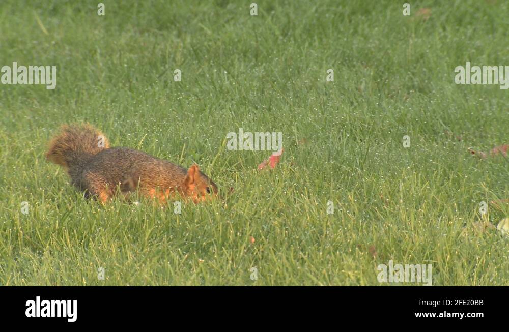 Adult fox digging Stock Videos & Footage - HD and 4K Video Clips - Alamy