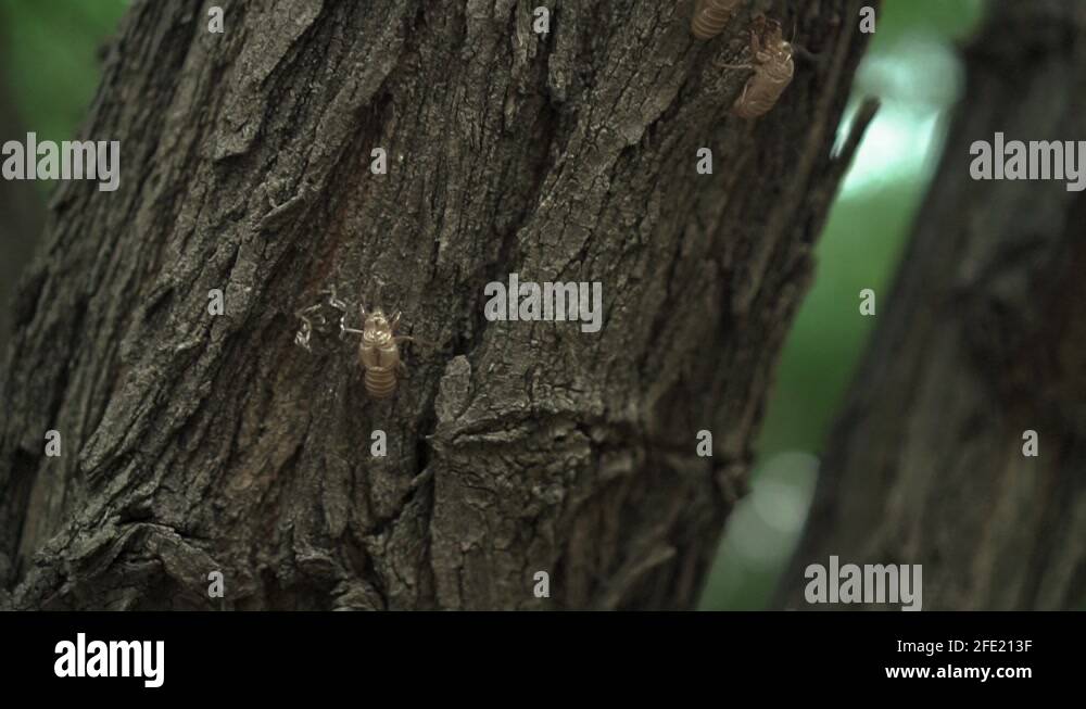 Molting insect Stock Videos & Footage - HD and 4K Video Clips - Alamy