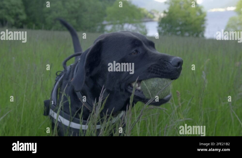 Black labrador with a tennis ball Stock Videos & Footage - HD and 4K ...