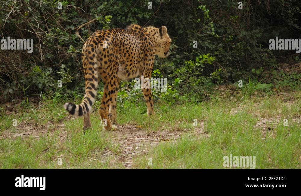 Cheetah rehabilitation Stock Videos & Footage - HD and 4K Video Clips ...