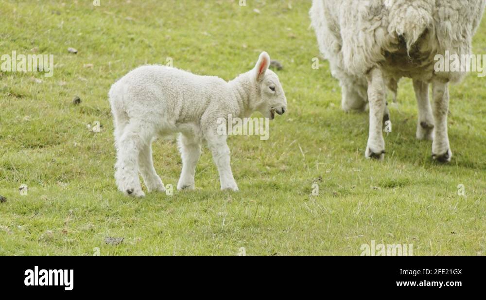 Kinder scout peak district Stock Videos & Footage - HD and 4K Video ...