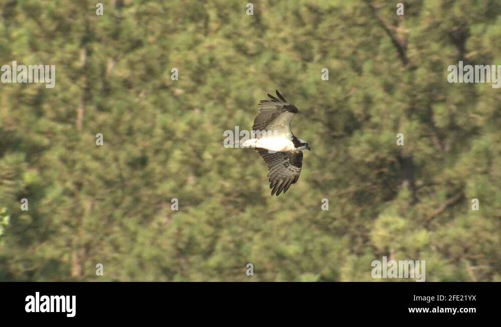 Soaring osprey raptor flying Stock Videos & Footage - HD and 4K Video ...