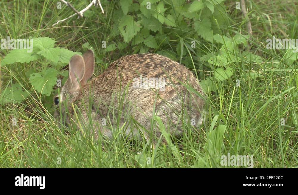 Female young rabbit Stock Videos & Footage - HD and 4K Video Clips - Alamy