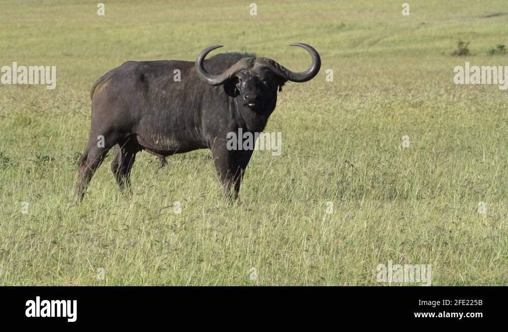 Aggressive Cape buffalo bull shows dominant behavior in the grassland ...