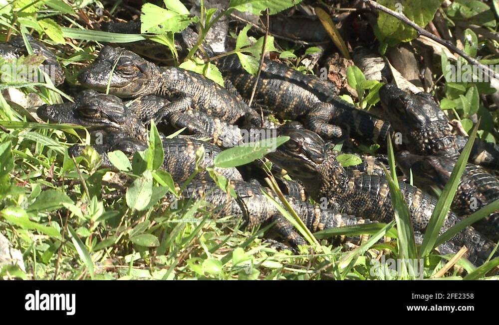 Alligator family Stock Videos & Footage - HD and 4K Video Clips - Alamy