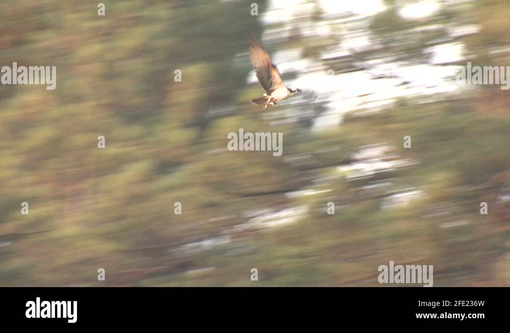 Bird talon Stock Videos & Footage - HD and 4K Video Clips - Alamy