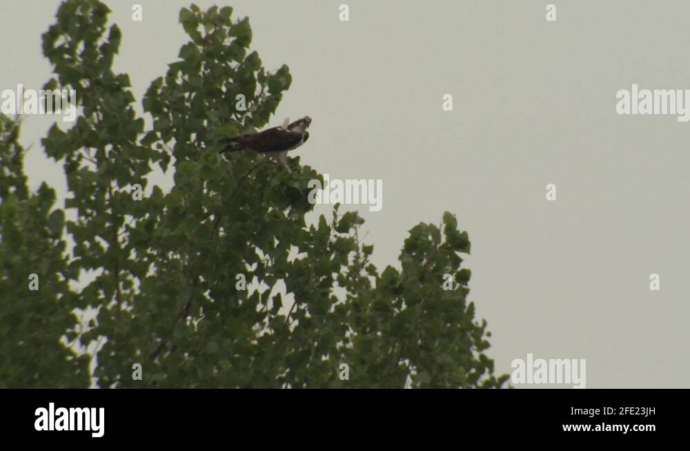 Hawk predator Stock Videos & Footage - HD and 4K Video Clips - Alamy