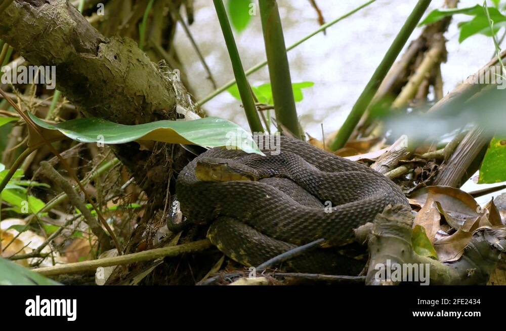 Snakes of south america Stock Videos & Footage - HD and 4K Video Clips ...