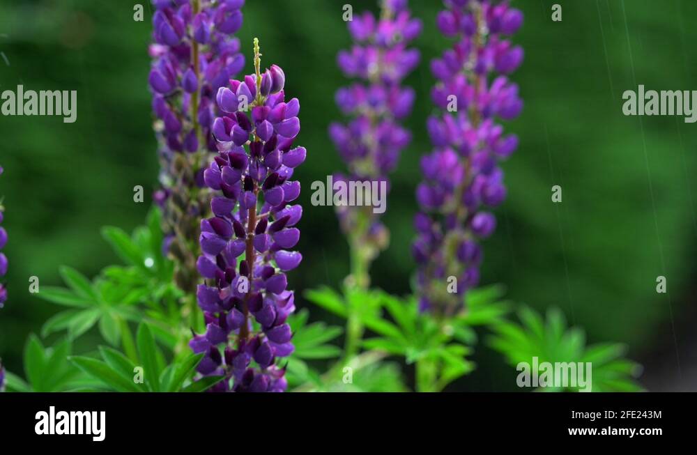 Lupin and green foliage Stock Videos & Footage - HD and 4K Video Clips ...