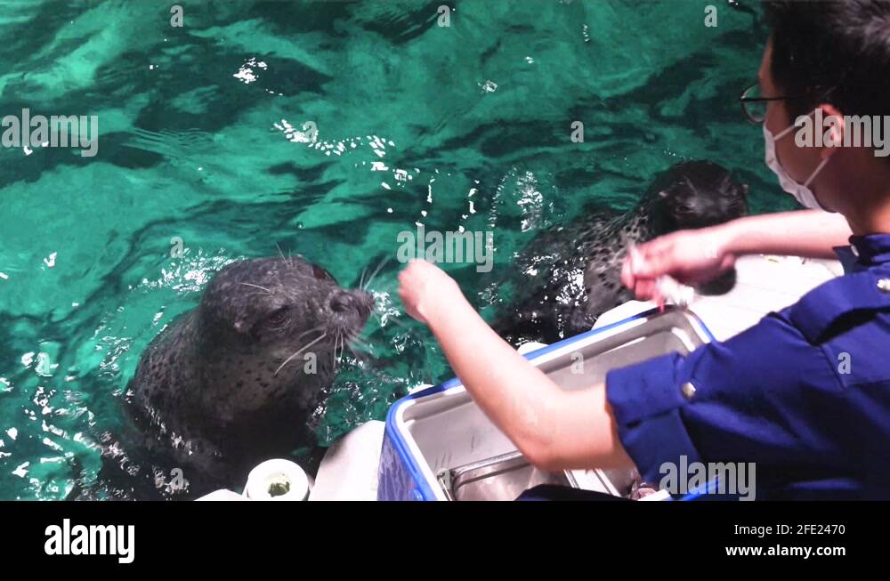 Animal theme park Stock Videos & Footage - HD and 4K Video Clips - Alamy