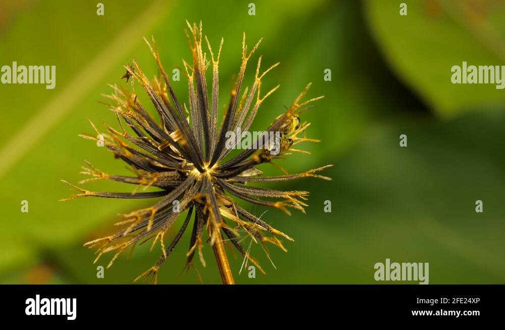 Blackjack plant Stock Videos & Footage - HD and 4K Video Clips - Alamy