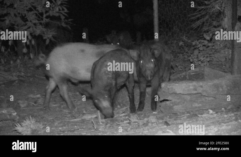 Adult pigs Stock Videos & Footage - HD and 4K Video Clips - Alamy