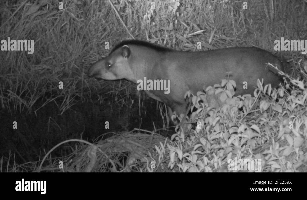 South american tapir in nature Stock Videos & Footage - HD and 4K Video ...
