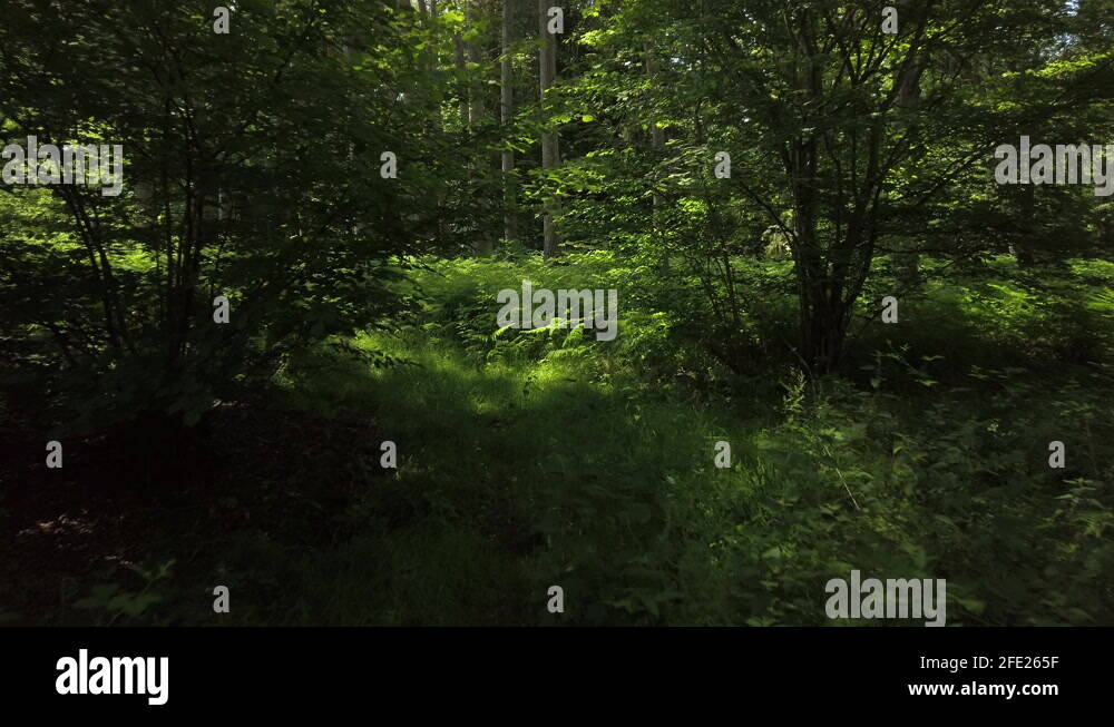 Brushing past the trees Stock Videos & Footage - HD and 4K Video Clips ...