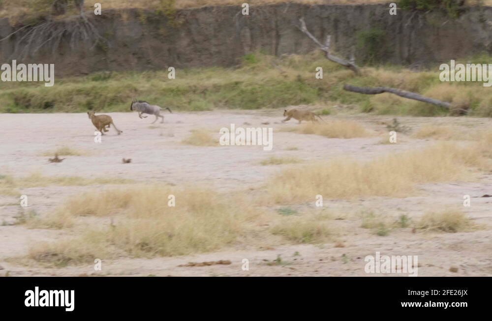 Female lions hunting Stock Videos & Footage - HD and 4K Video Clips - Alamy