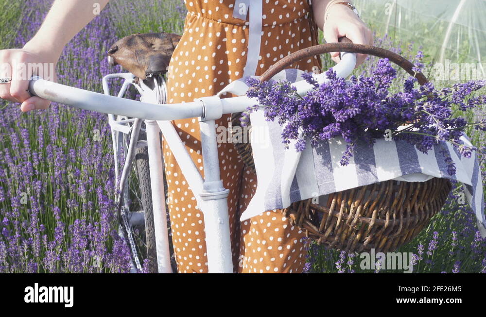 Provence lavender bike Stock Videos & Footage - HD and 4K Video Clips ...