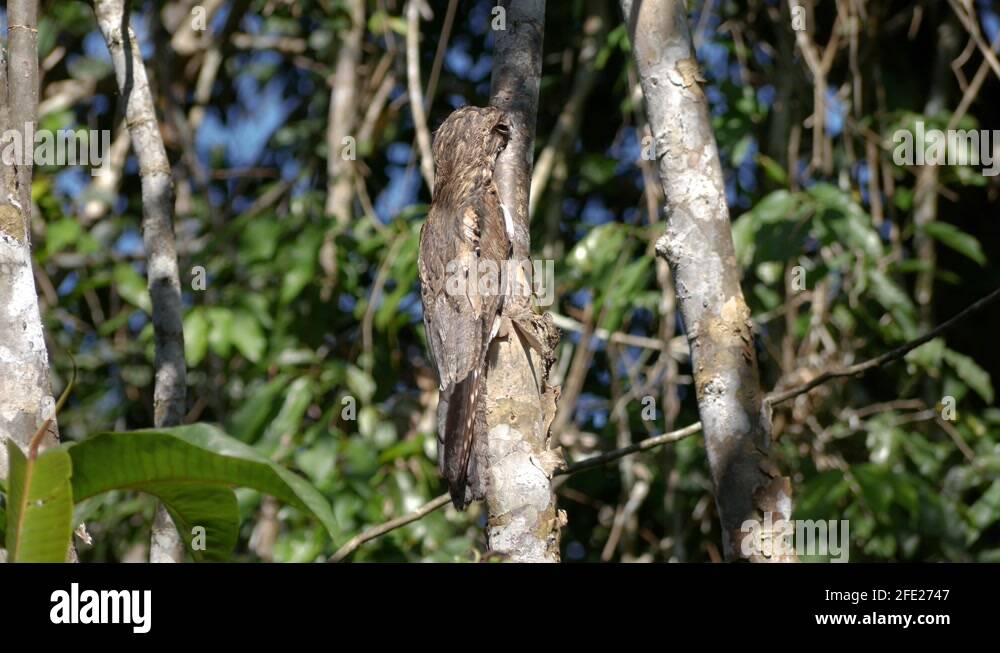 Urutau, Ayaymama, Nyctibius, phantom bird of the amazon jungle Stock ...