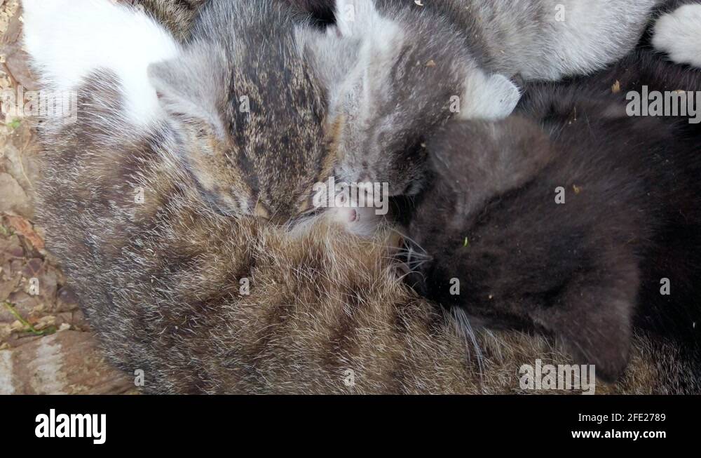Cat family felidae Stock Videos & Footage - HD and 4K Video Clips - Alamy