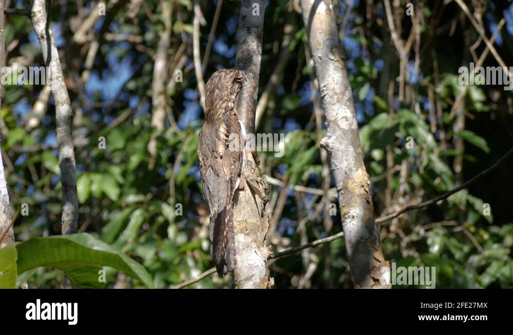 Phantom bird Stock Videos & Footage - HD and 4K Video Clips - Alamy