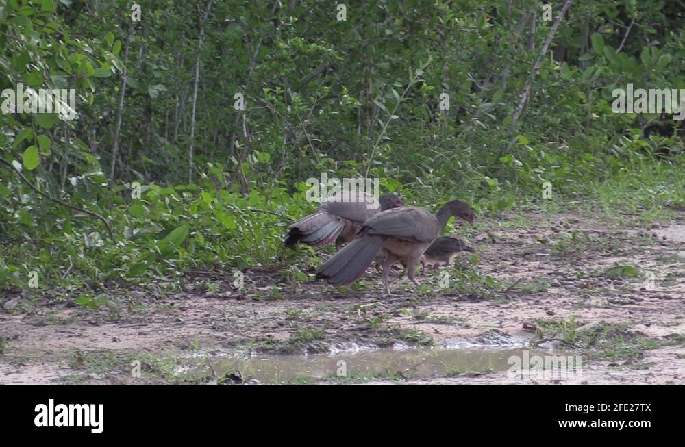 Family brood Stock Videos & Footage - HD and 4K Video Clips - Alamy