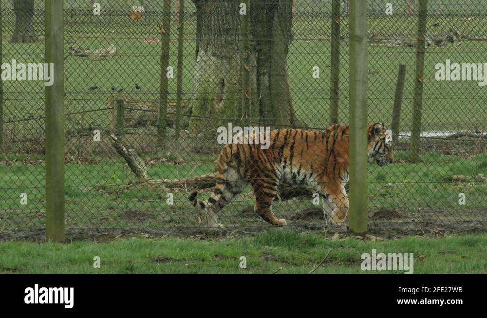 Tiger poaching Stock Videos & Footage - HD and 4K Video Clips - Alamy