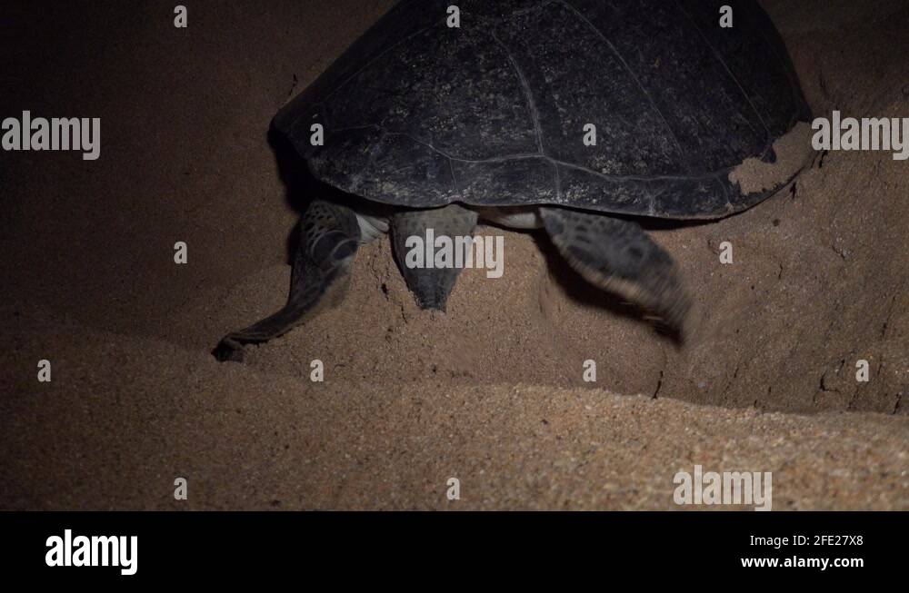 Turtle Footage in 4k, Drone,Water,Beach Stock Video Footage - Alamy