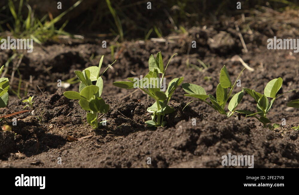 Patch of soil Stock Videos & Footage - HD and 4K Video Clips - Alamy