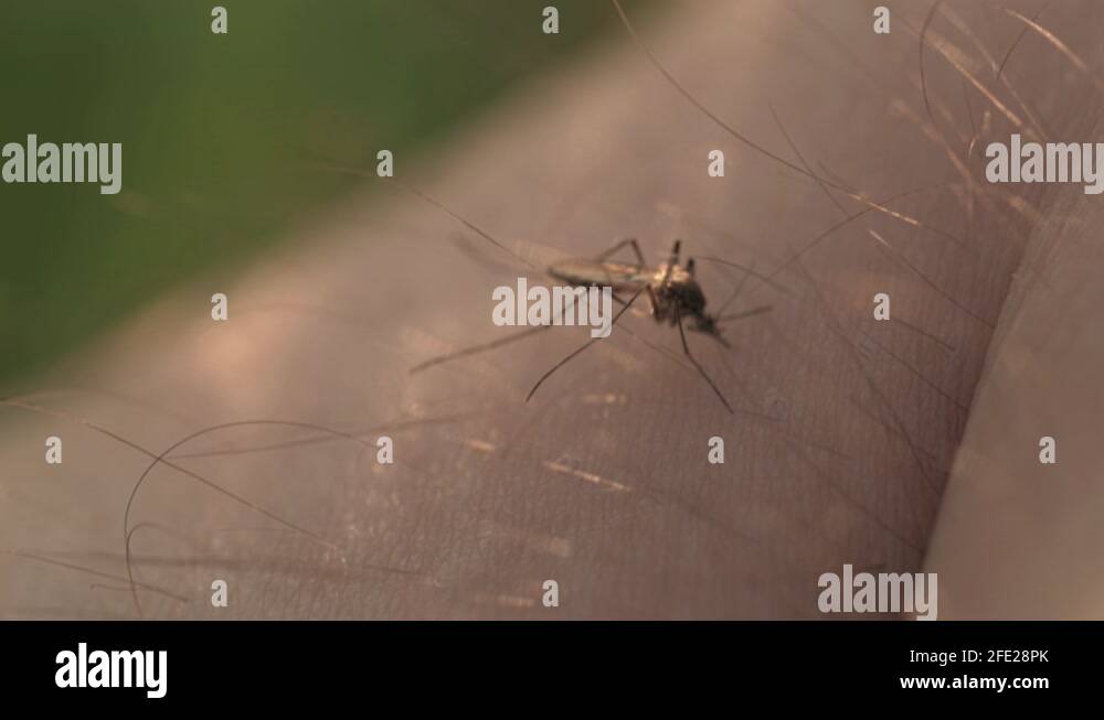 Female mosquito Stock Videos & Footage - HD and 4K Video Clips - Alamy