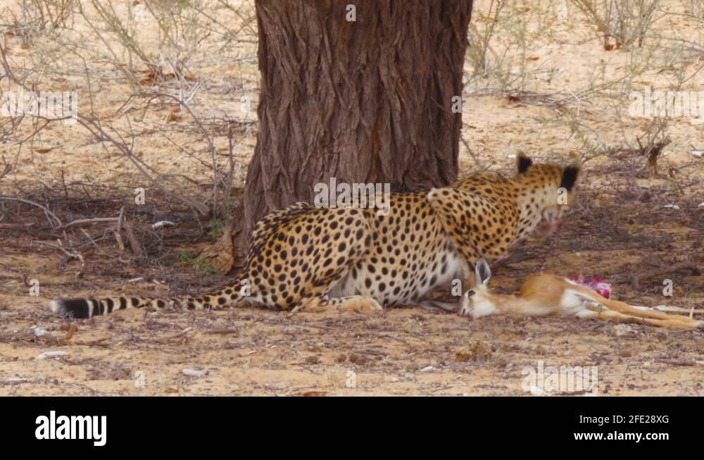 Cautious Cheetah Eating A Dead Springbok Calf Under A Shady Tree In ...