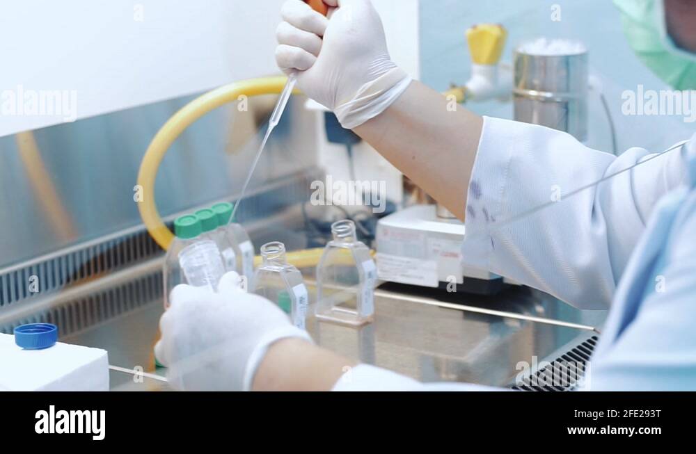 scientist using dropper pipette transfer sample in Biosafety cabinet ...