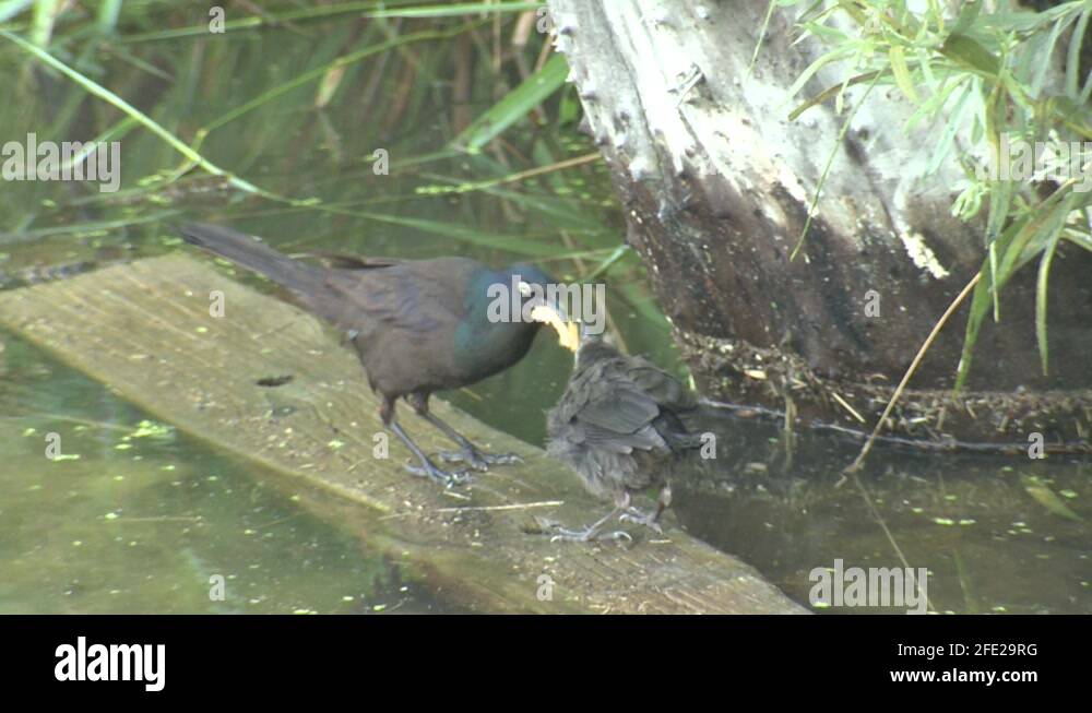 Common Grackle Bird Adult Chick Young Baby Eating Feeding Cracker Chip ...