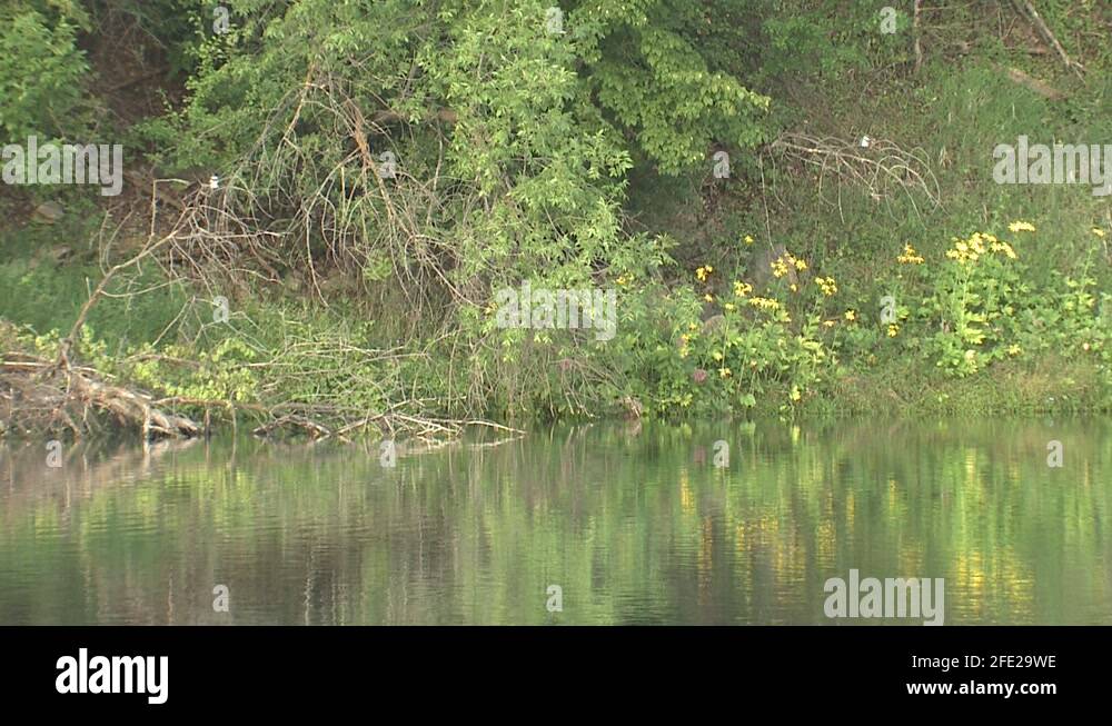 Perched pair Stock Videos & Footage - HD and 4K Video Clips - Alamy