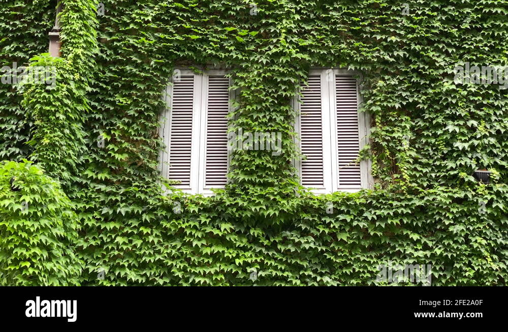 Closed windows with shutters Stock Videos & Footage - HD and 4K Video ...