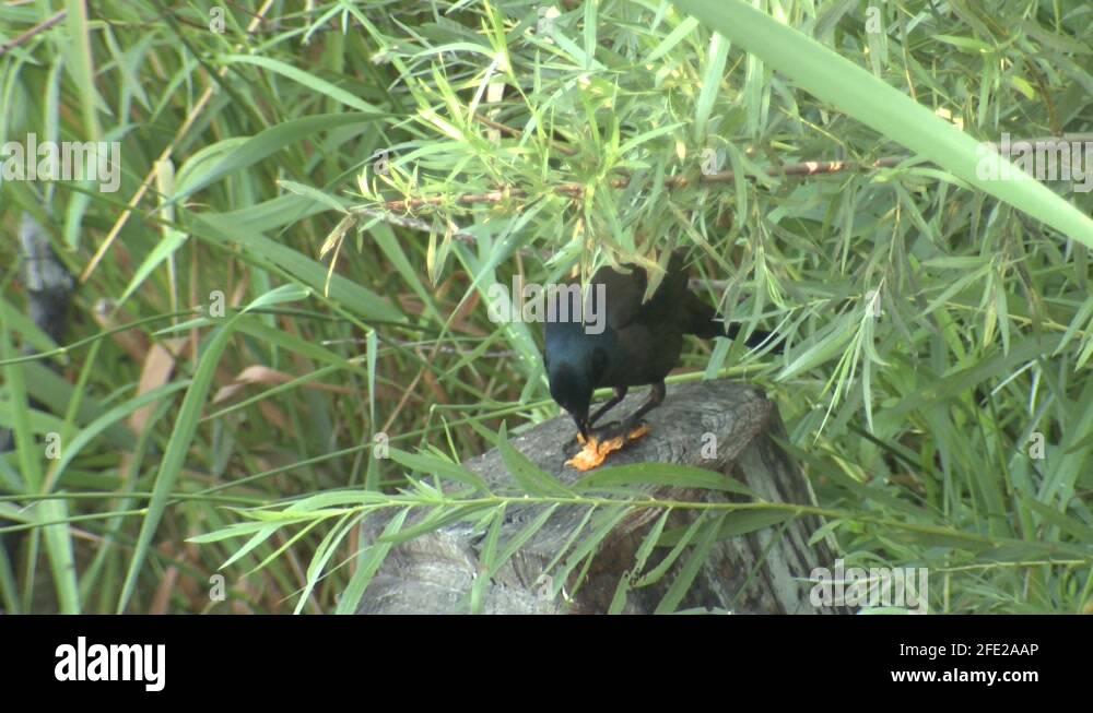 Bird eating garbage Stock Videos & Footage - HD and 4K Video Clips - Alamy
