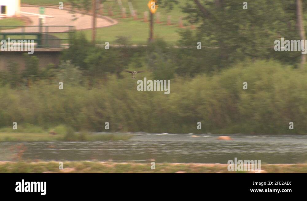 Hawk at kill Stock Videos & Footage - HD and 4K Video Clips - Alamy