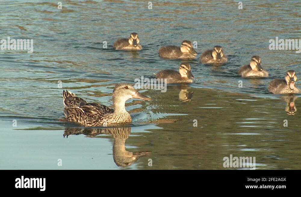 Female mallard young ducklings Stock Videos & Footage - HD and 4K Video ...